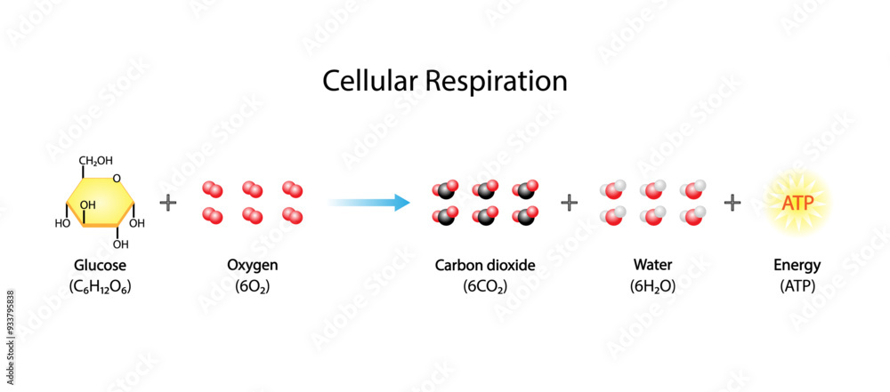 Cellular Respiration Equation. Metabolic reactions. Biology Education ...