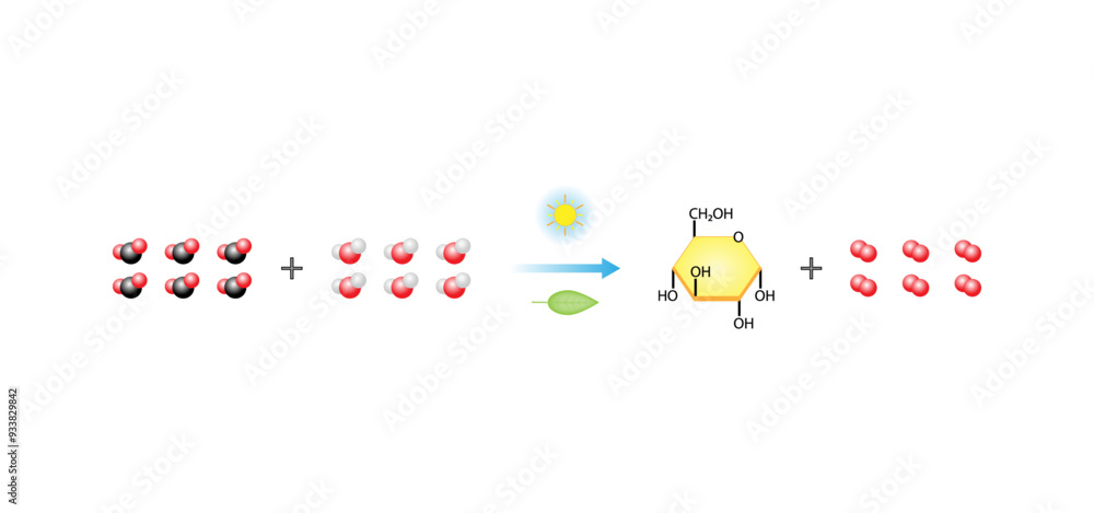 Photosynthesis process, photosynthesis equation formula, Biology ...