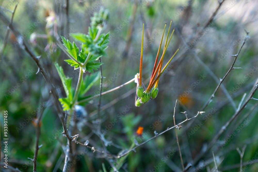 A wildflower known for its spiral seed pods resembling a stork's bill ...