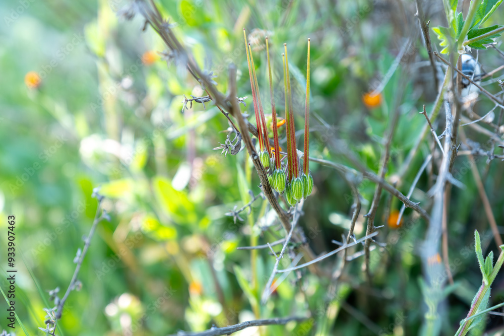 A wildflower known for its spiral seed pods resembling a stork's bill ...