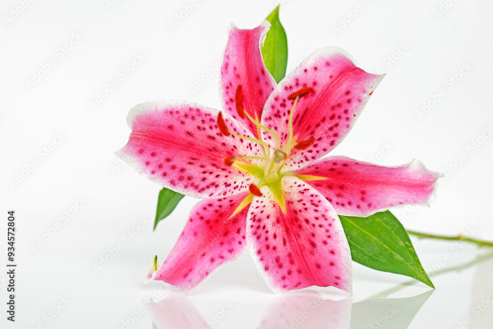 Tiger pink lily flower on white background with reflection.Asiatic lily ...
