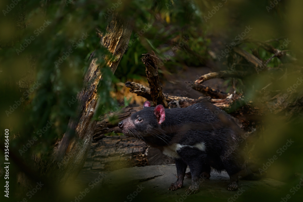 Tasmanian devil, Sarcophilus harrisii, carnivorous marsupial in the ...