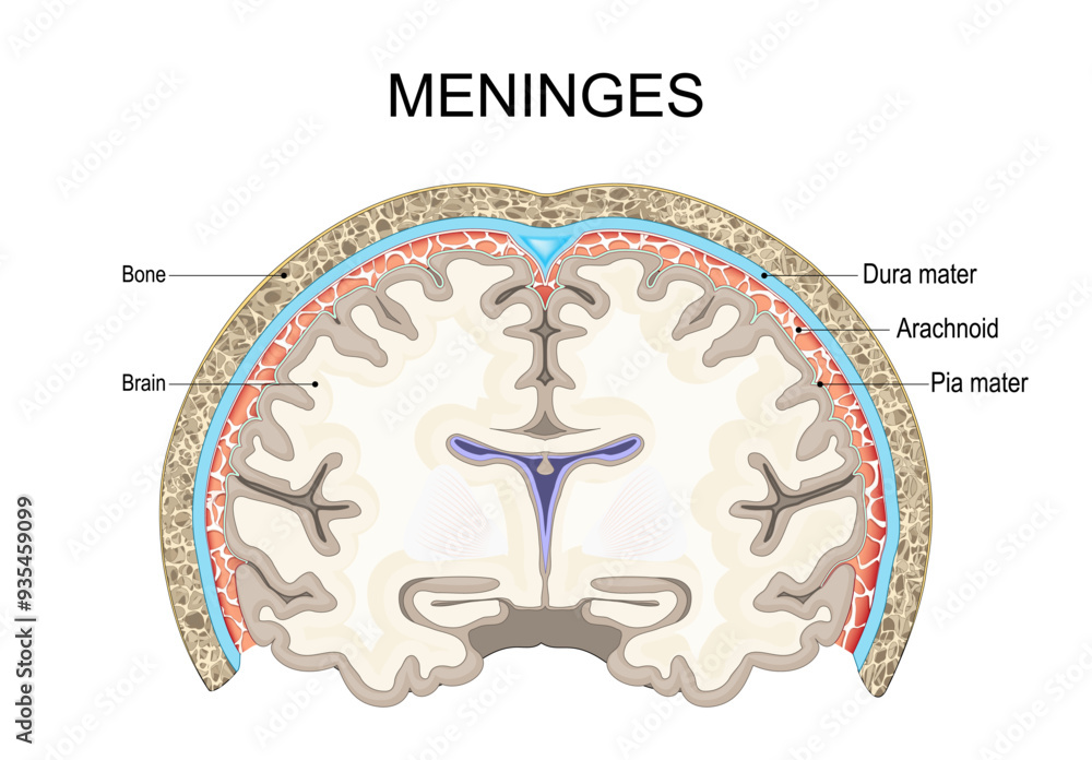 Meninges. Cross section of Skull and human brain with Pia mater ...