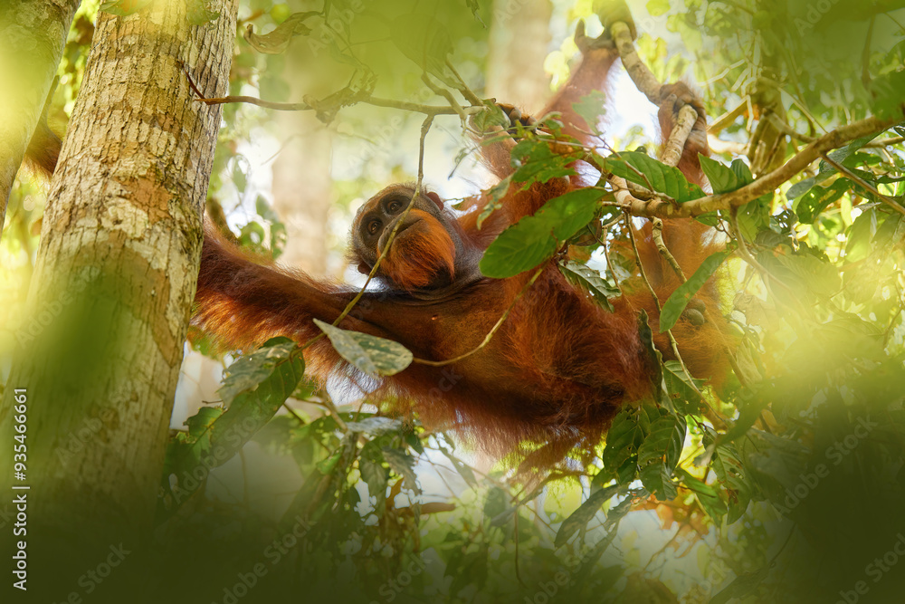 Bornean orangutan, Pongo pygmaeus, great ape animal in the tropic ...