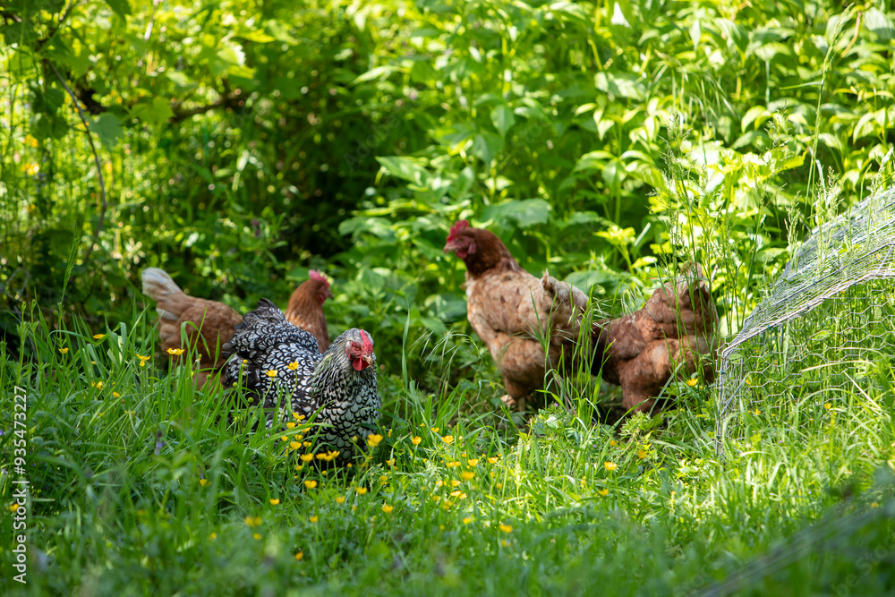 Ensemble de poules rousses et Wyandotte se promenant en liberté dans un ...