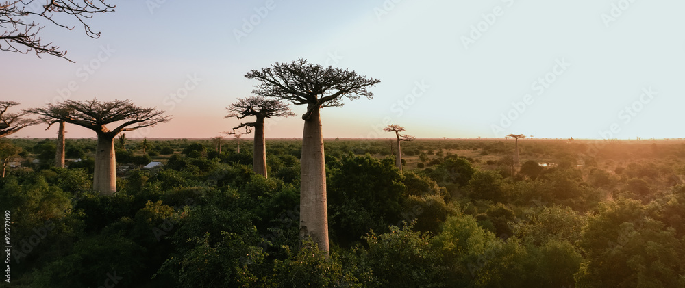 Baobab Alley in Madagascar showcases towering baobab trees against a ...