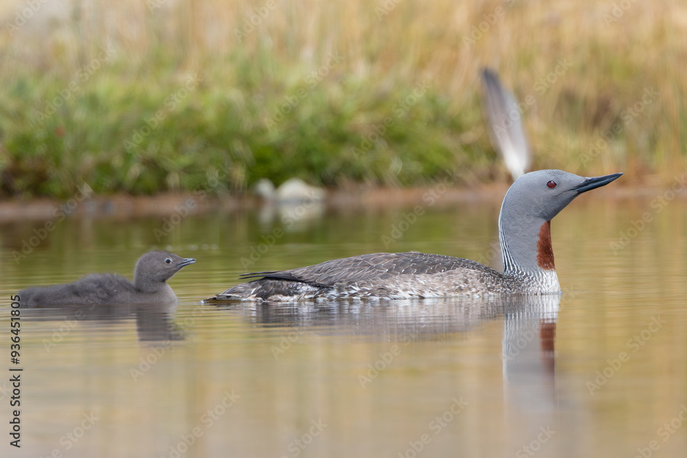 Red-throated loon, red-throated diver - Gavia stellata in breeding ...