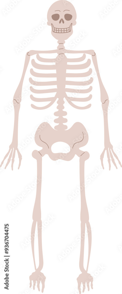 Human skeleton anatomy. Dead body bones, simple skeletal system, front ...