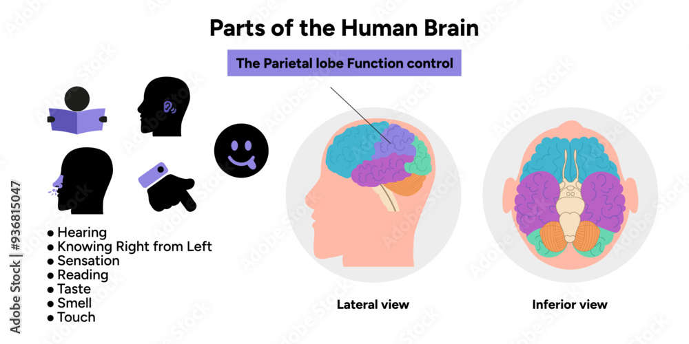 Parts of Human brain anatomy with colored parts diagram medical ...