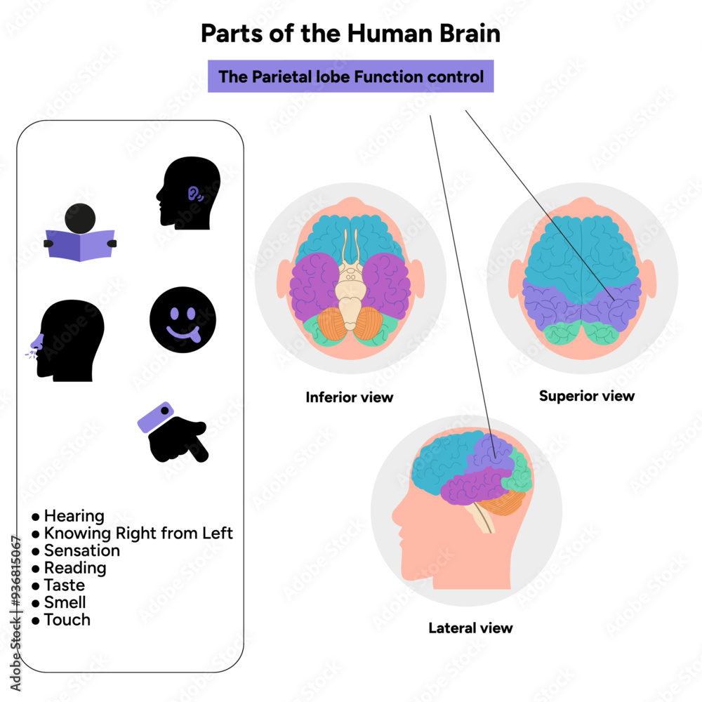 Parts of Human brain anatomy with colored parts diagram medical ...