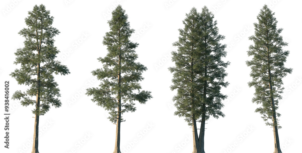 Set of 4 Chamaecyparis lawsonifrontal (Port Orford cedar, Lawson ...