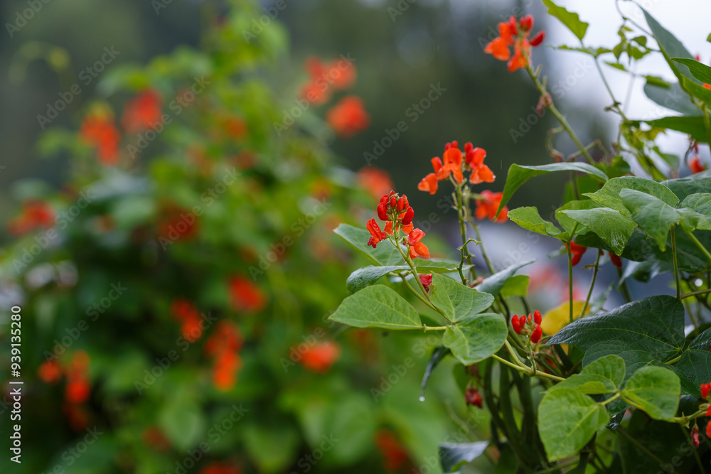 The Turkish bean ( Latin Phaseolus coccineus ) is a plant species of ...
