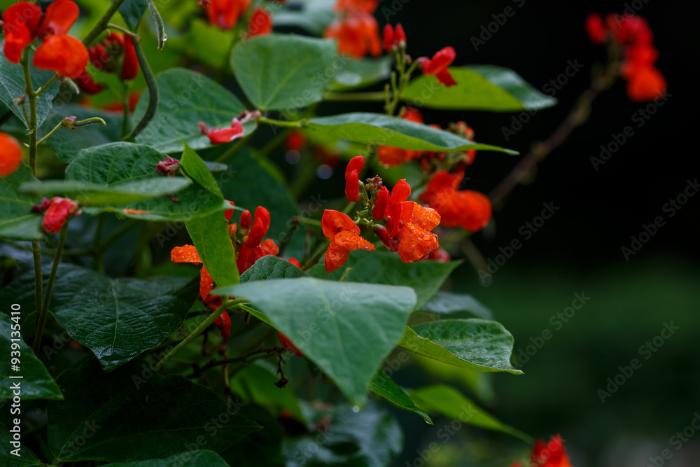 The Turkish bean ( Latin Phaseolus coccineus ) is a plant species of ...