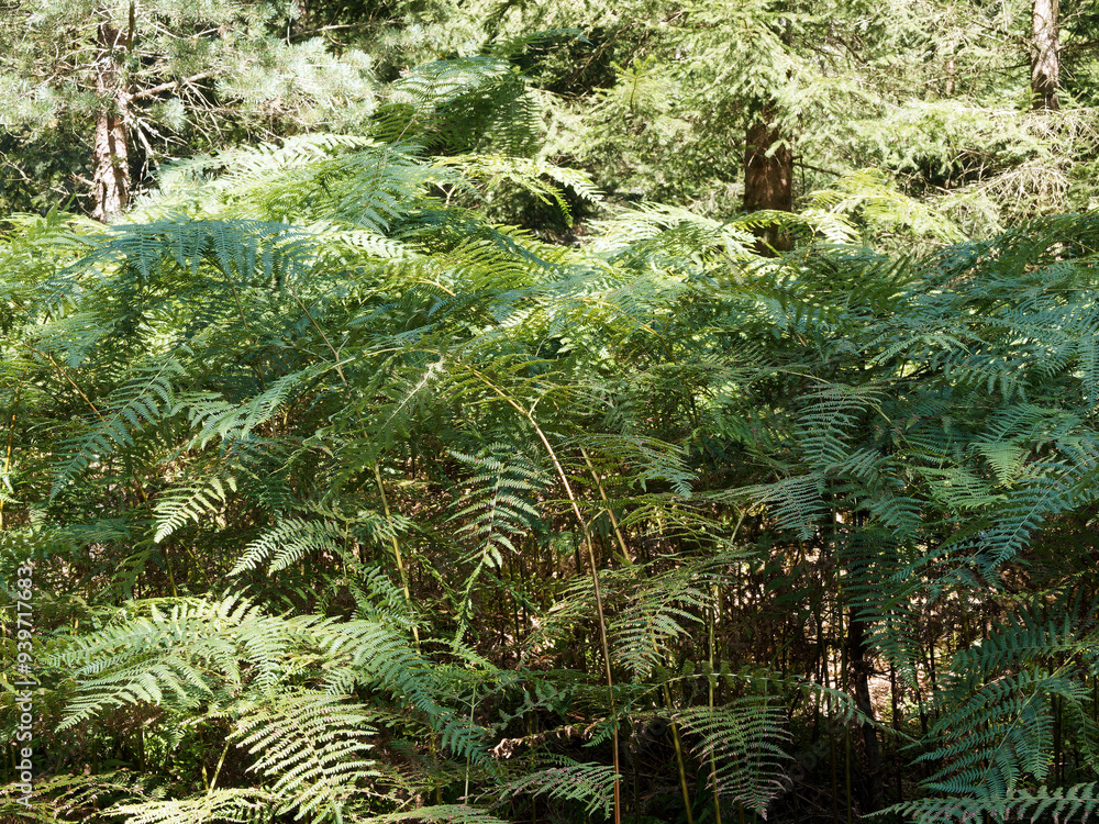 Pteridium aquilinum | Tuft of Eagle ferns or common bracken with large ...