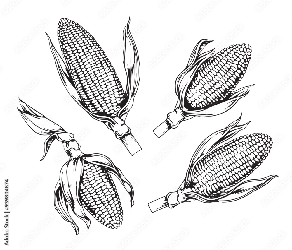 Drawing corn plant, cob, grains, detailed liner drawing, sketch ...