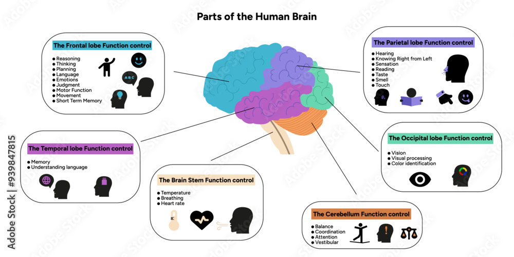 Human brain anatomy with colored parts diagram medical. Parietal ...