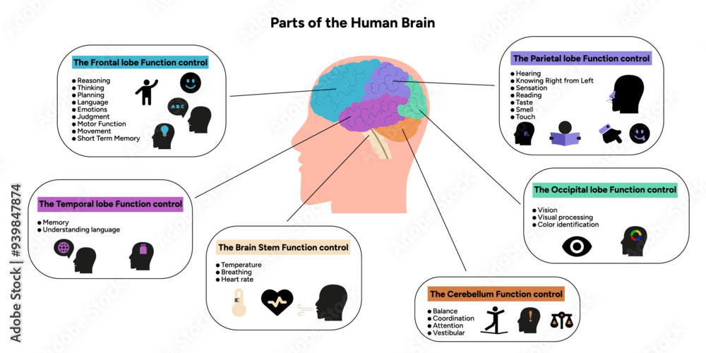 Human brain anatomy with colored parts diagram medical. Parietal ...