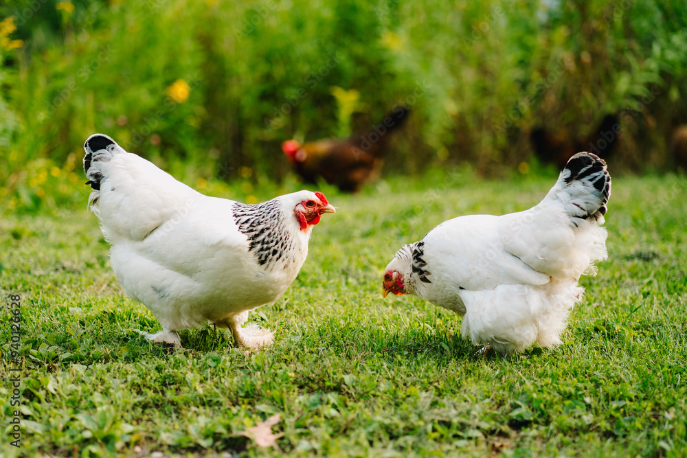 Brahma hens Stock Photo | Adobe Stock