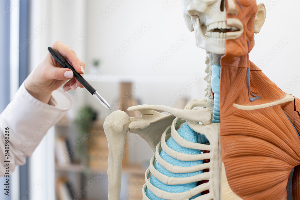 Medical professional pointing at anatomy model skeleton with pen. Image ...