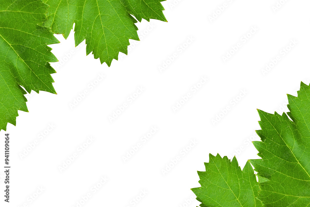 Fresh green grape leaves border frame isolated on transparent ...