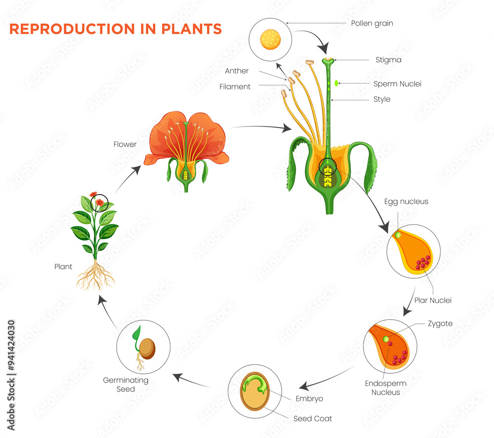 Plant Reproduction Pollination, Fertilization, and Seed Formation ...