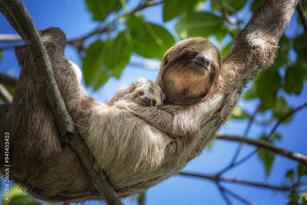 mom and baby sloth Stock Photo | Adobe Stock