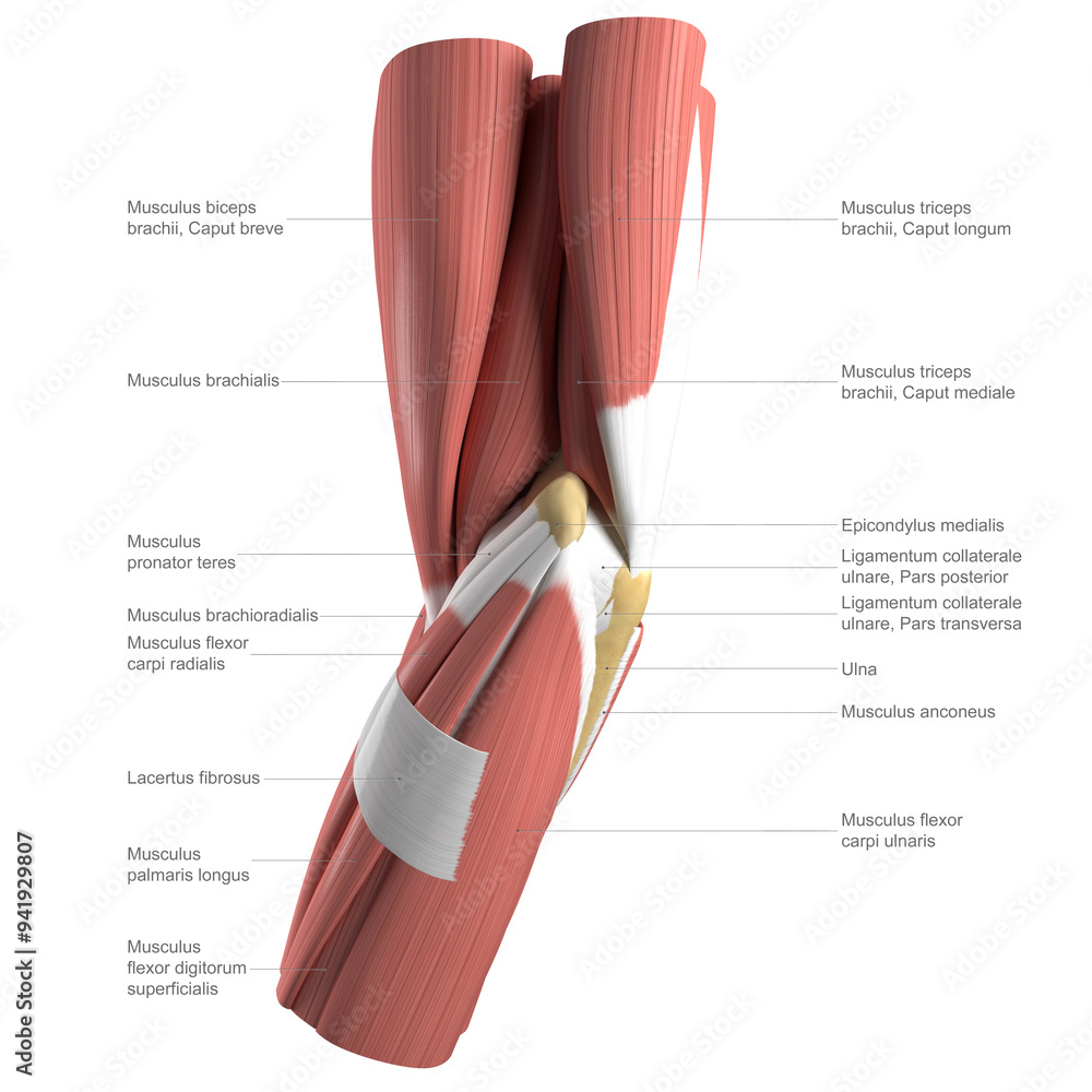 Anatomy of the elbow, labelled illustration Stock Illustration | Adobe ...