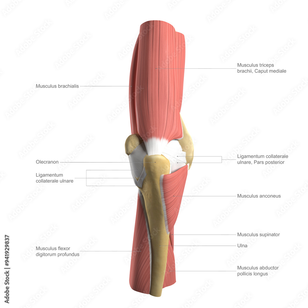 Anatomy of the elbow, labelled illustration Stock Illustration | Adobe ...