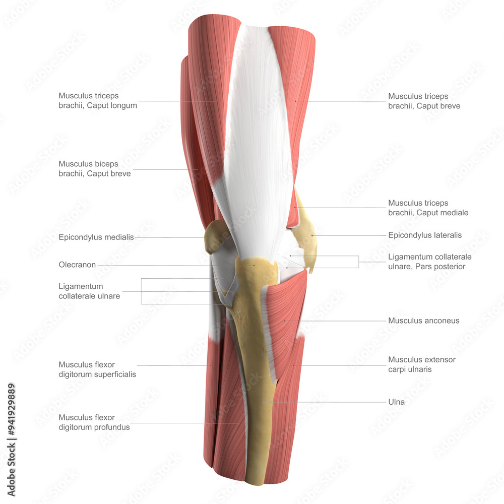 Anatomy of the elbow, labelled illustration Stock Illustration | Adobe ...