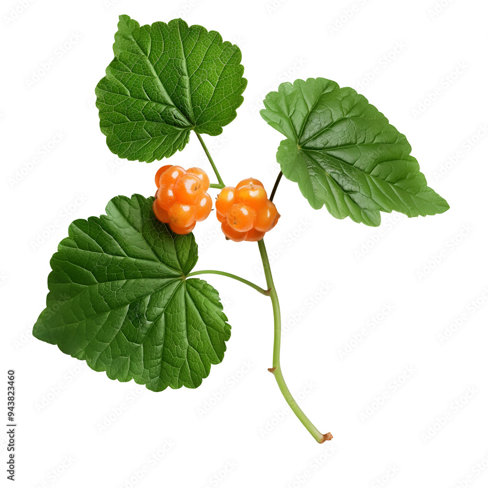 Cloudberry, Fruit, Isolated on Transparent Background, Graphic Resource ...