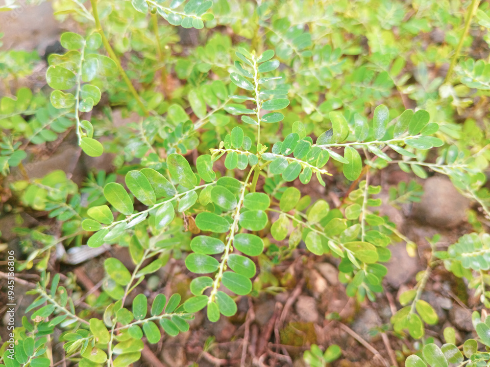 Meniran is a plant that has a straight stem and leaves with even ...