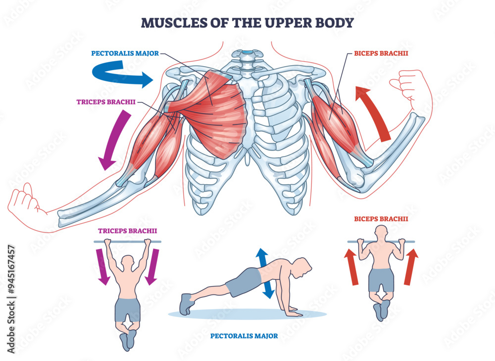 Muscles of the upper body for push and pull movements outline diagram ...