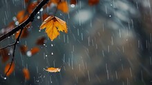 Rain Drops Tree Branches Free Stock Photo - Public Domain Pictures