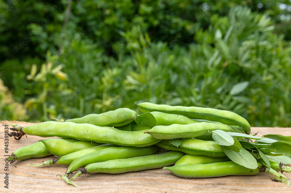 Broad beans or fava beans (Fave) in close-up. Broad bean plant in the ...
