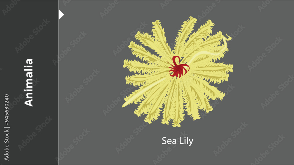 Animalia_Sea Lily are multicellular, eukaryotic organisms in the ...