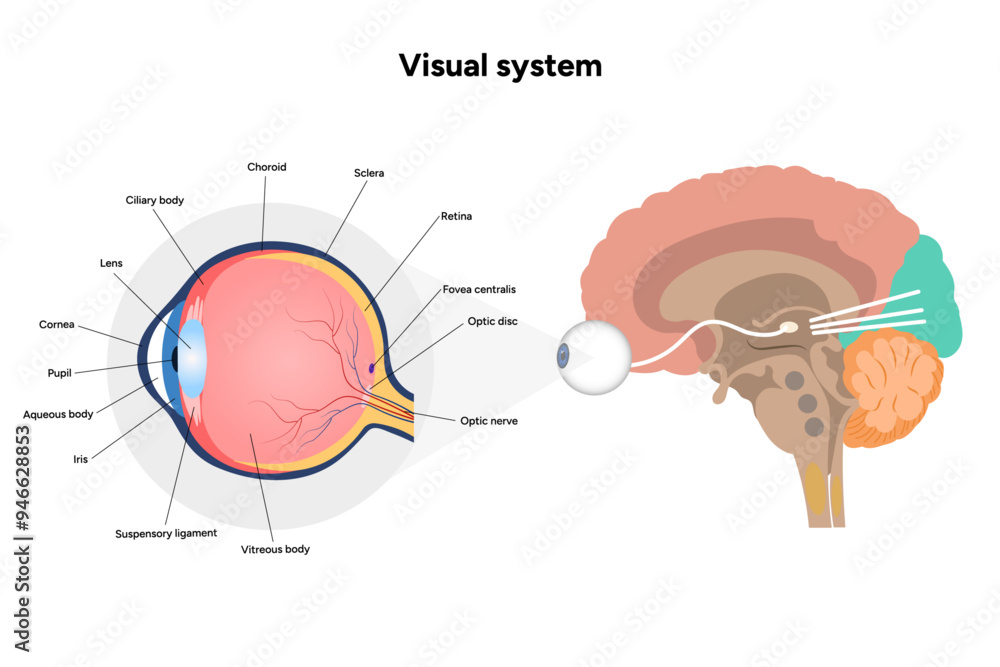 Suprachiasmatic nucleus of hypothalamus. Human visual system pathway ...