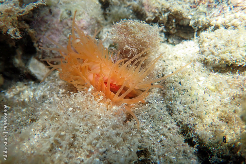 Limaria hians - Gaping fileclam, underwater image into the ...