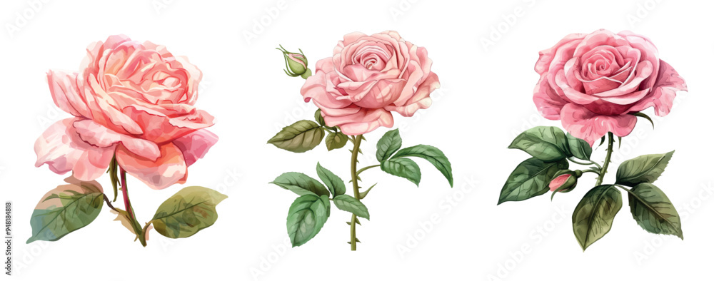 Watercolor pink png clipart set. Soft pink rose flowers on an isolated ...