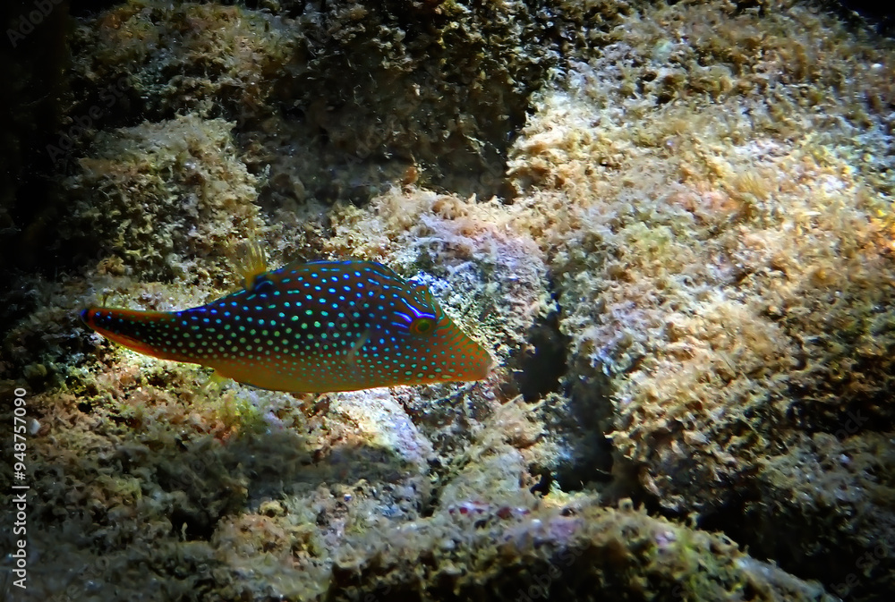 Pearl Toby coral fish, scientific name is Canthigaster margaritata. It ...