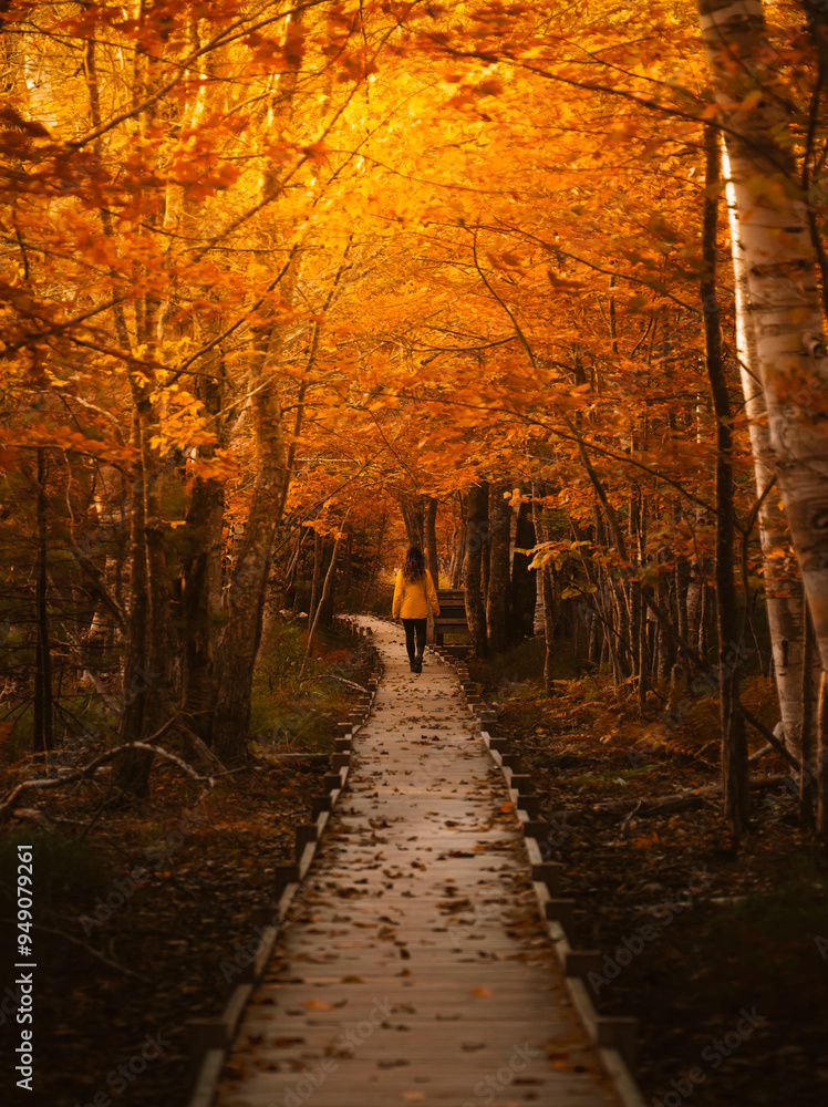 Girl in Yellow Coat Walks Autumn Forest Trail Boardwalk Fall Foliage ...