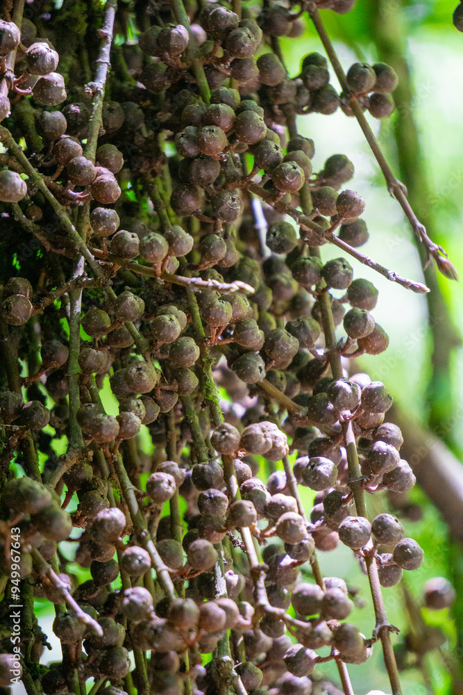 Ficus Pungens fruit. Ficus is a genus of about 850 species of woody ...