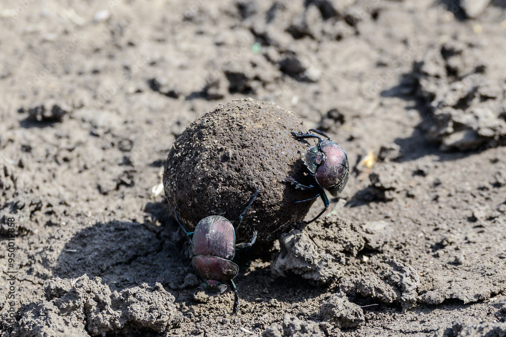 Two dung beetles roll a ball of dung on a muddy track in Sub-Saharan ...