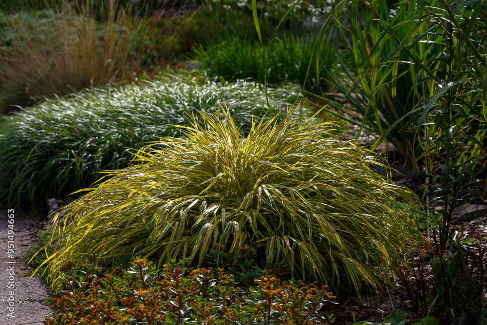 Yellow tuft of Japanese forest grass, Hakonechloa macra aureola ...
