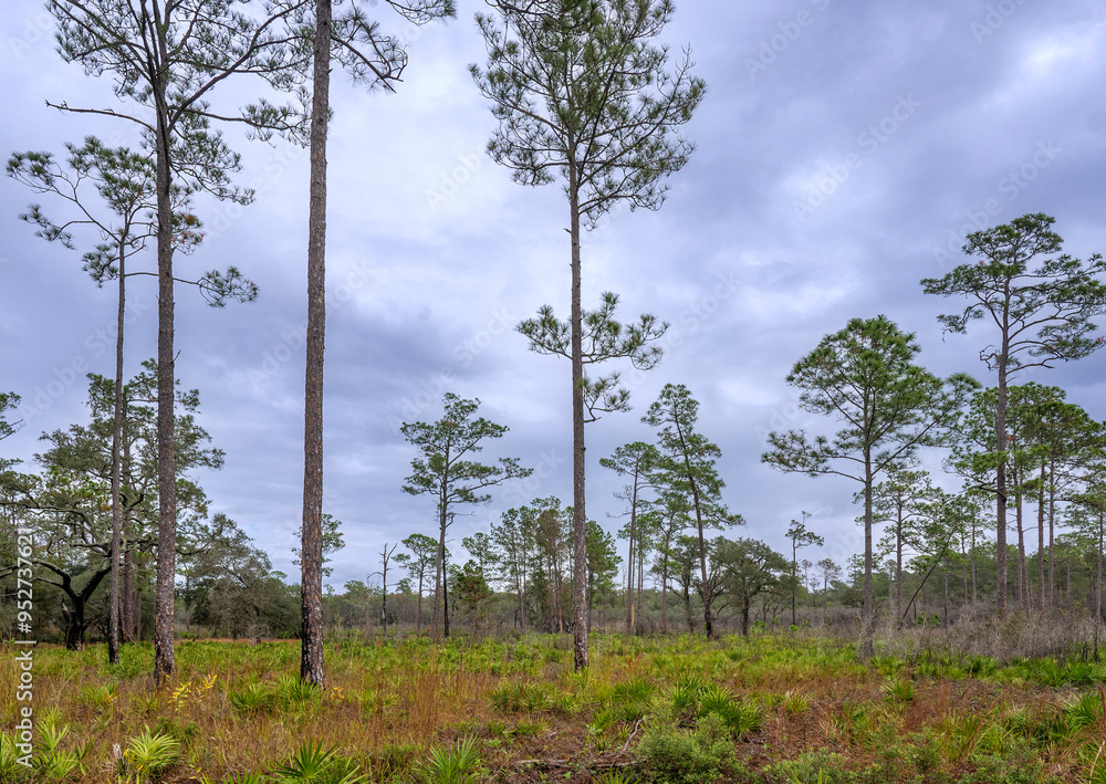 A Florida longleaf pine sandhill habitat with an understory of ...