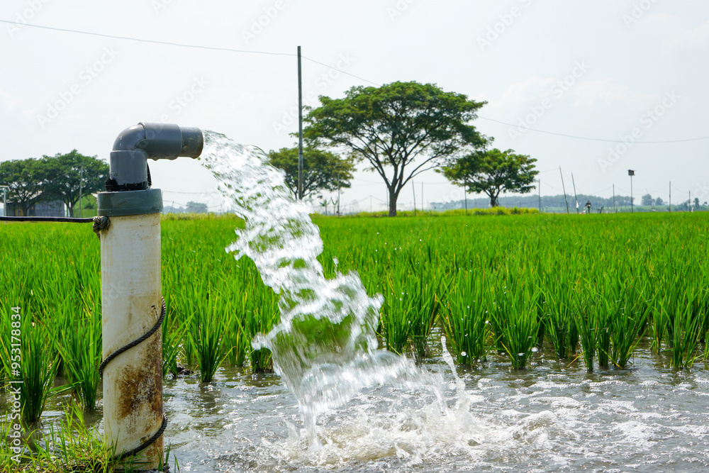 Irrigation of rice fields using pump wells with the technique of ...