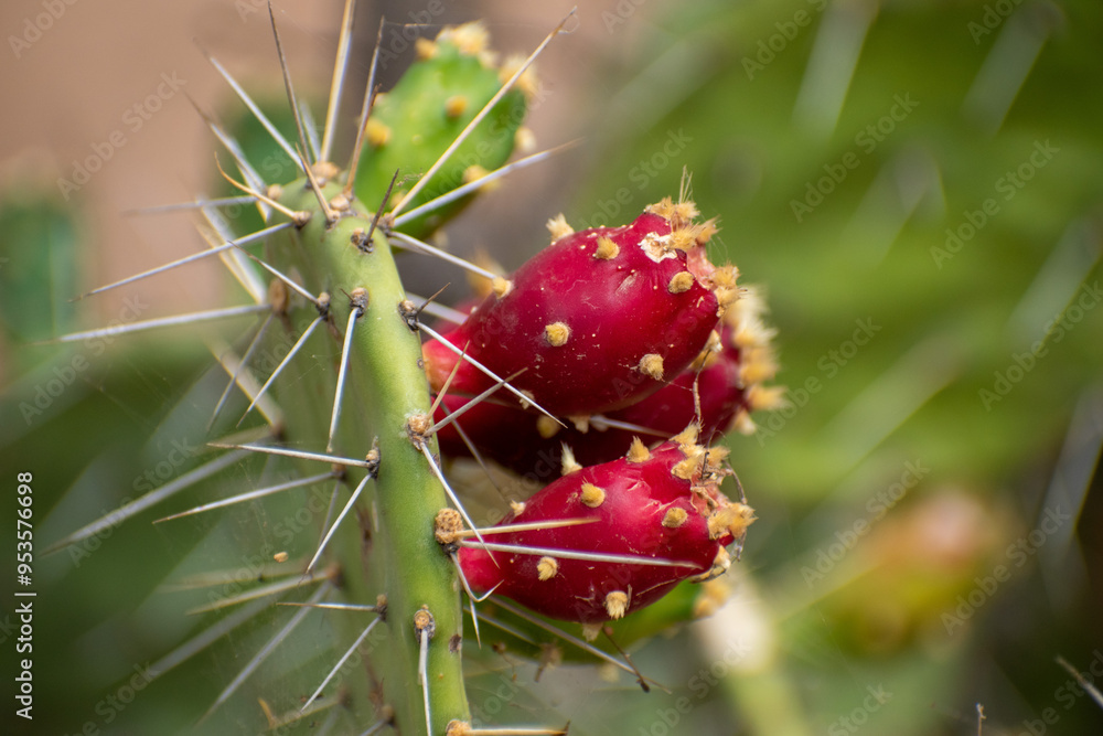 tuna guajira , o frutos de la tuna , cerzos de colro rojo intenso ...