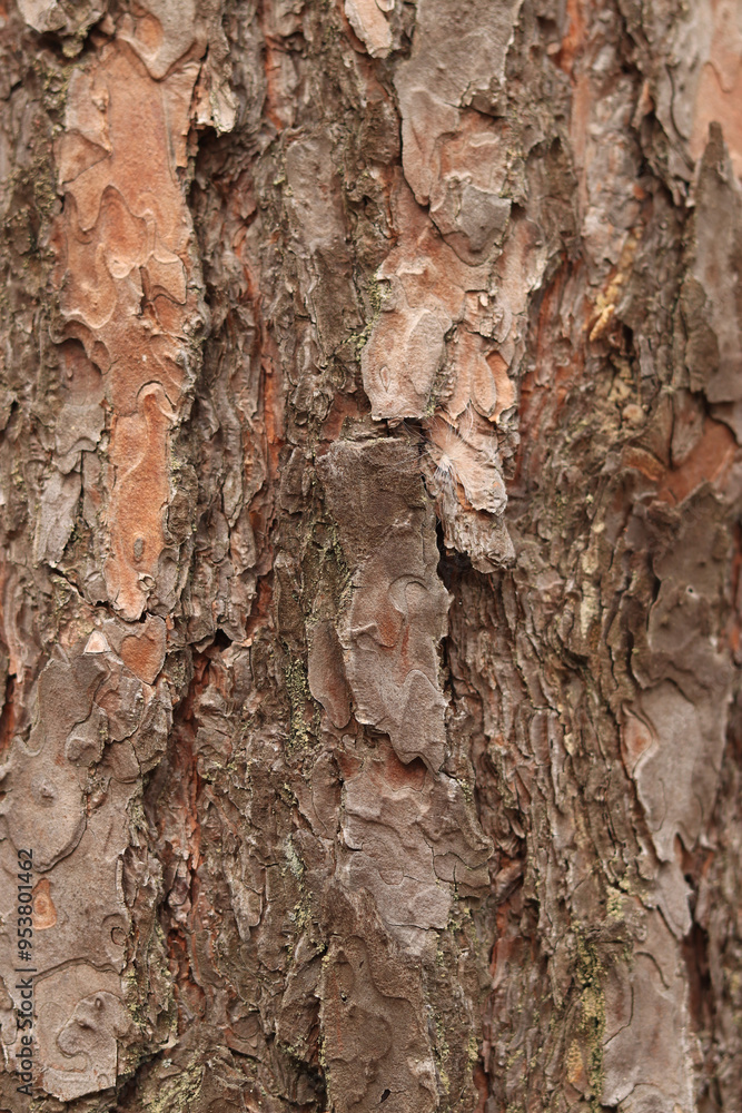 Pine bark close-up. Natural texture. Tree trunk in the forest. Natural background. Pine bark ...