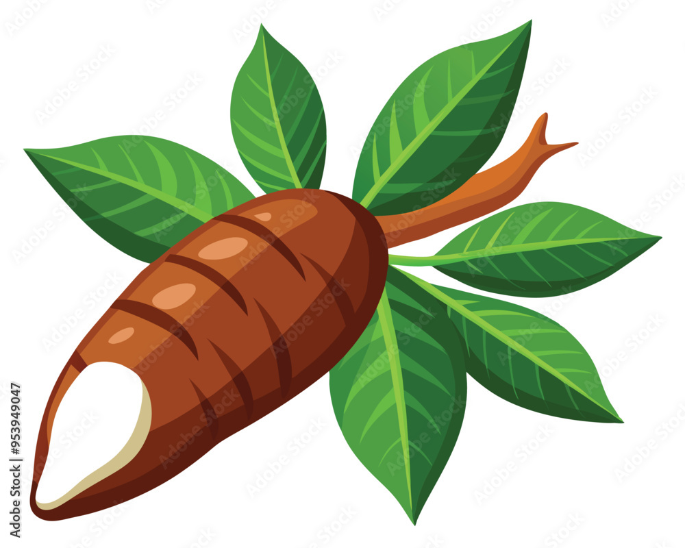 Cassava vector illustration isolated in white background Stock Vector ...