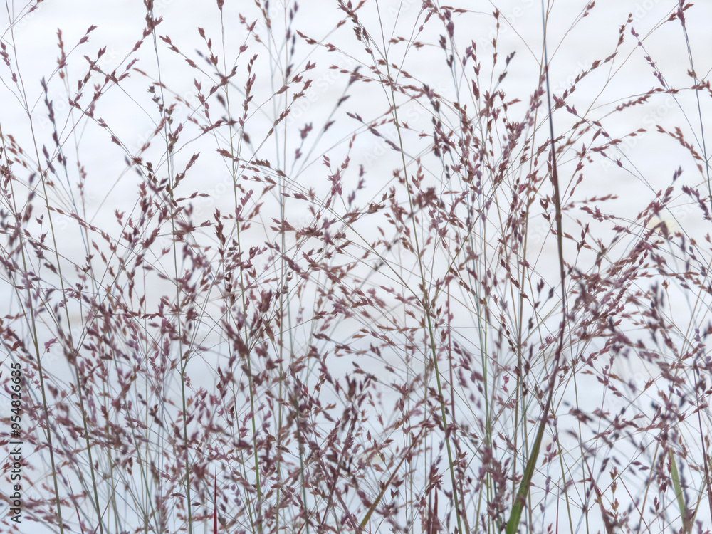 Panicum virgatum or switchgrass ornamental grass panicle infloresces ...