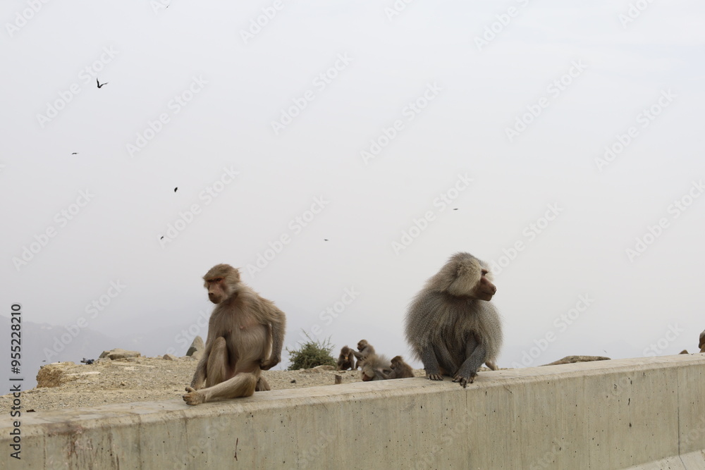 Hamadryas baboon, Papio hamadryas monkey, in the Asir Mountains in ...